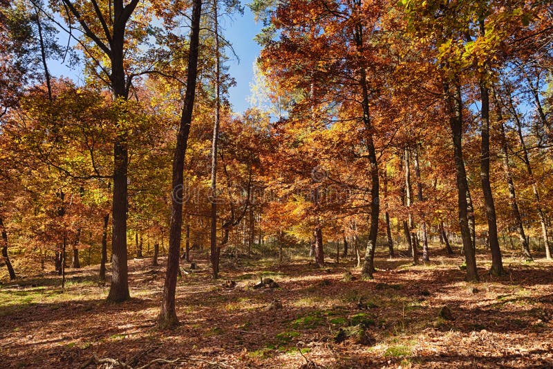 The Oak tree forest stock image. Image of bright, colors - 34883699