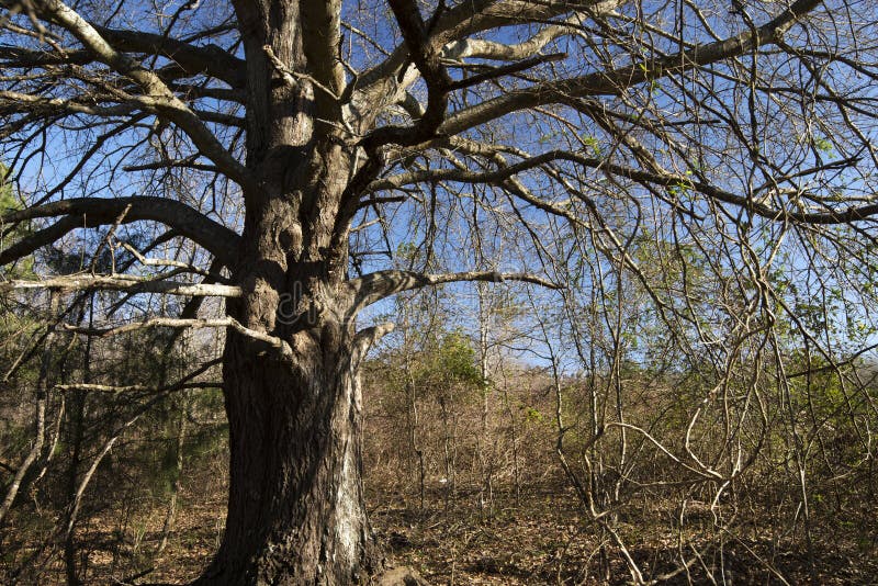 Oak Tree in the Forest stock photo. Image of mighty, enchanted - 67422596