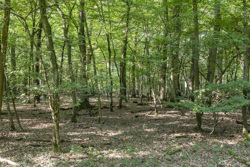 Oak tree forest stock photo. Image of nature, tree, season - 128323500