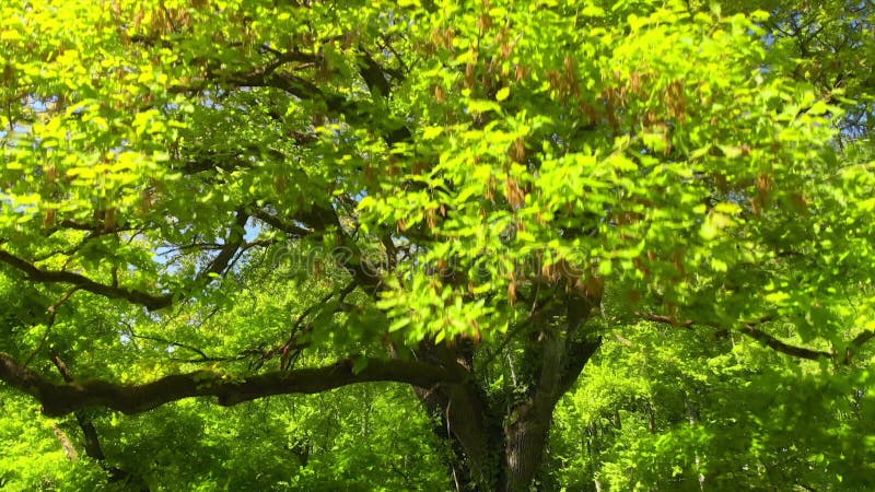 Oak Tree in a Forest in Spring Stock Footage - Video of season, natural ...