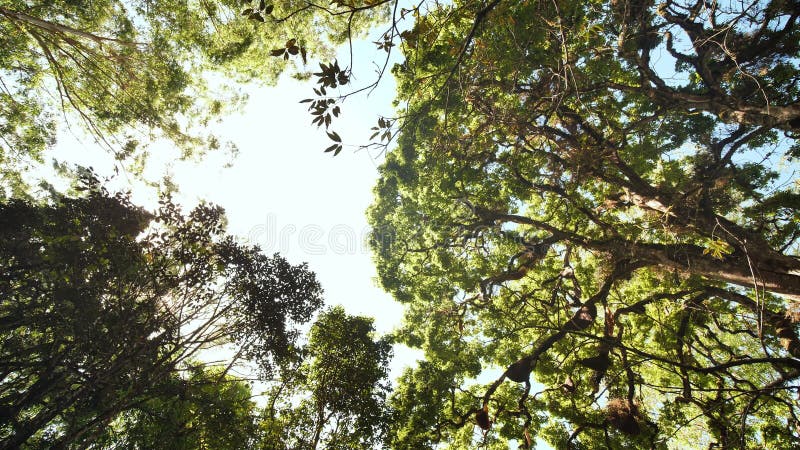 Oak Tree in the Forest Surrounding the City of Munnar. India. Stock ...