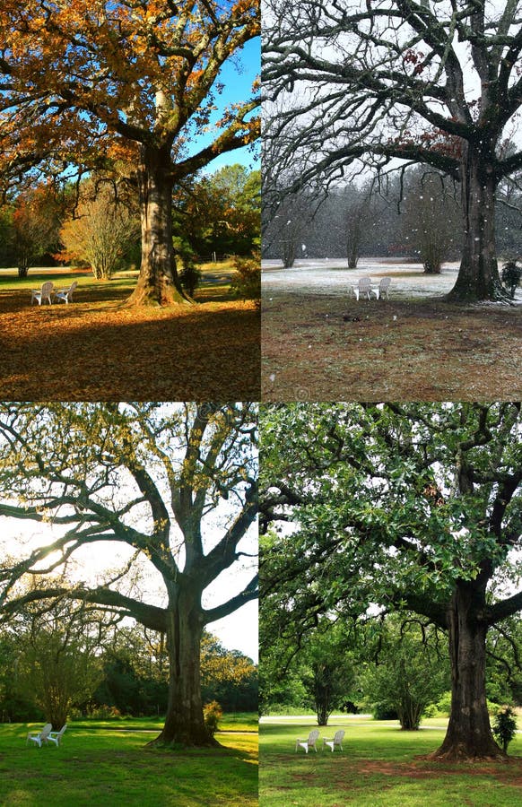 Oak Tree in Four Seasons stock image. Image of branches - 5662303