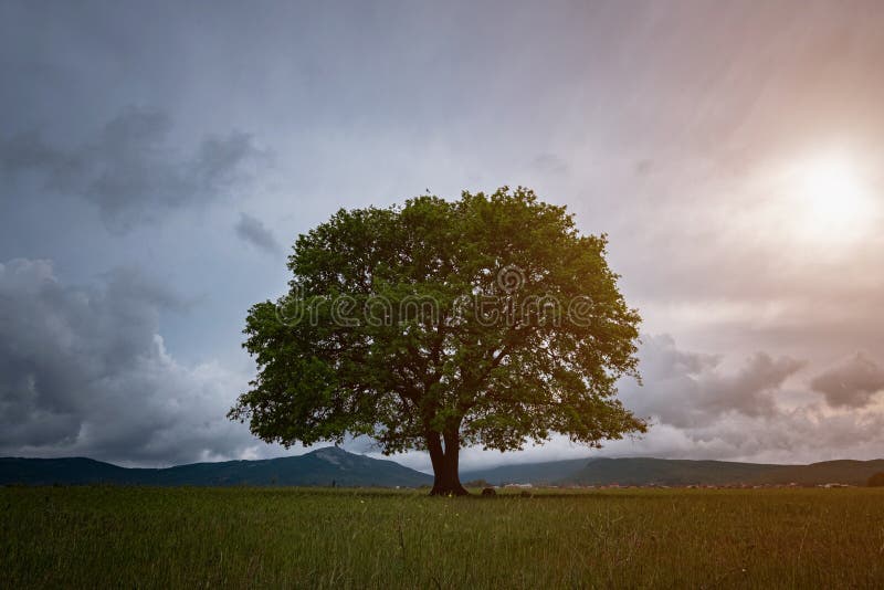 Oak Tree in Full Leaf Standing Alone in a Field in Summer Stock Photo ...