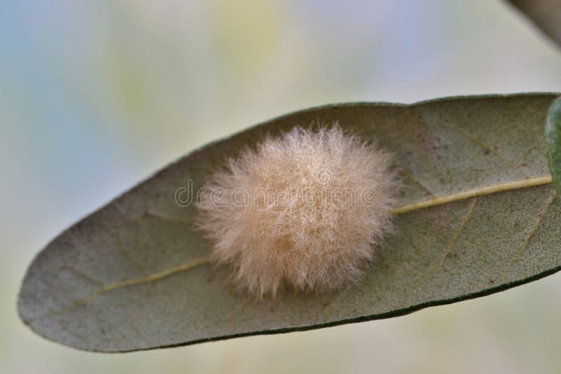 Oak tree gall on a leaf stock image. Image of andricus - 126005433