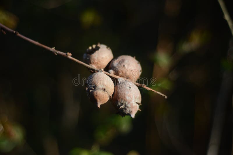 Portuguese Oak Tree Galls Stock Photos - Free & Royalty-Free Stock ...