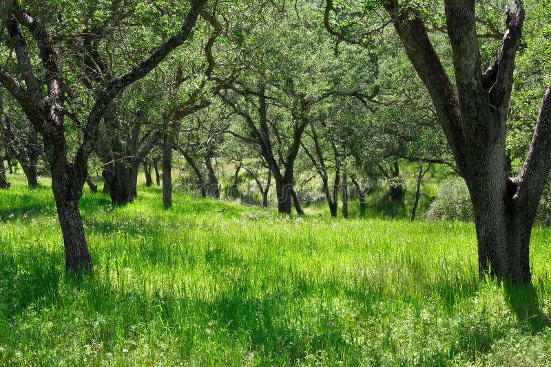 Oak Tree Glade stock photo. Image of nature, plant, idyllic - 5218890