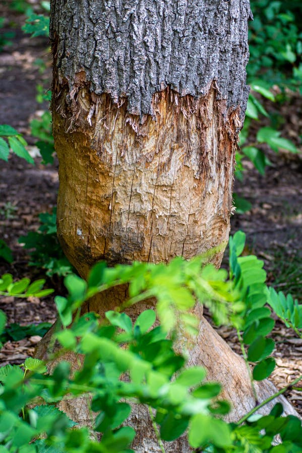 Oak tree gnawed by beaver stock photo. Image of leaf - 204736550