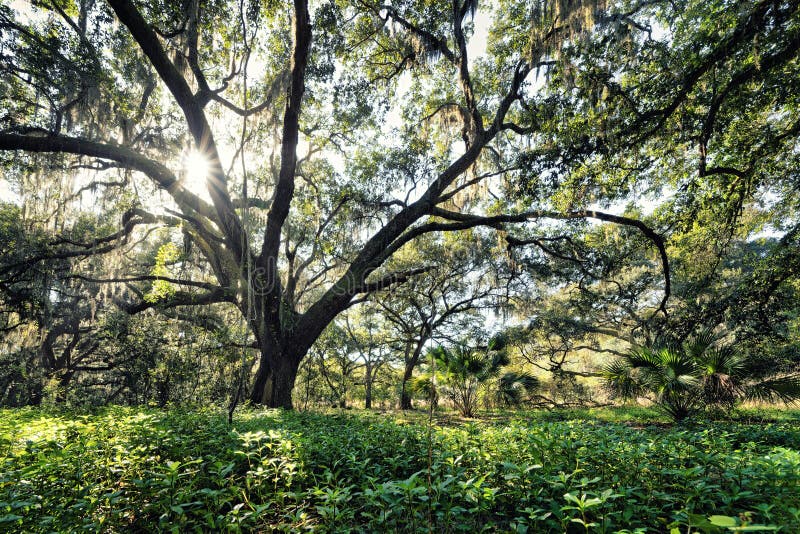 Oak tree and Golden Rays stock image. Image of forest - 308520627