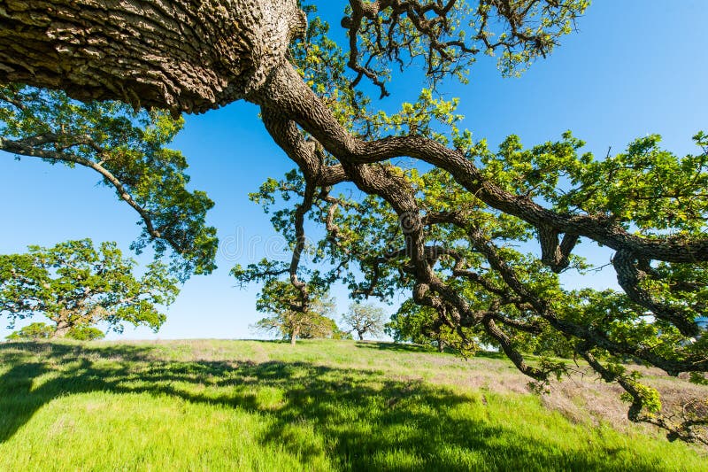 9,047 Oak Tree Hill Stock Photos - Free & Royalty-Free Stock Photos ...