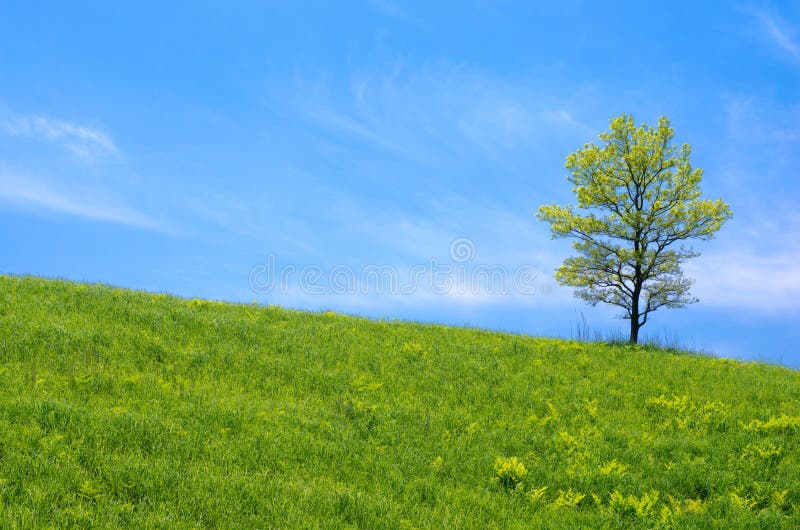 Oak Tree in the Grassy Plain Stock Image - Image of view, natural: 25703221