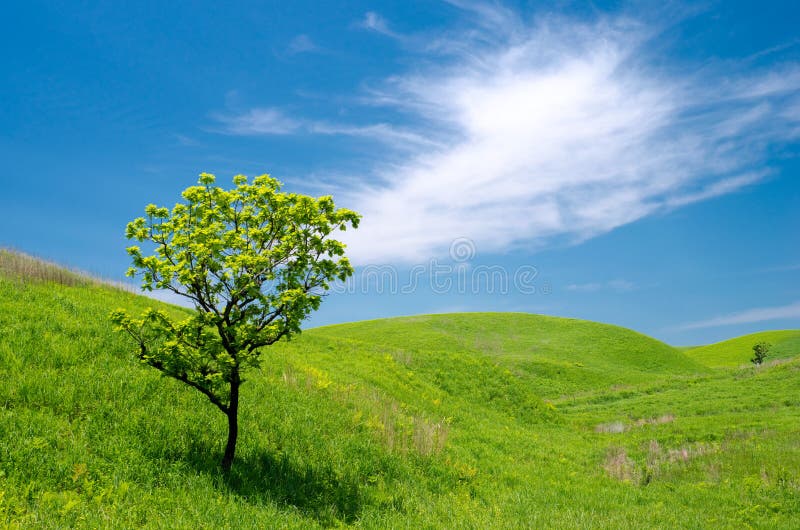 Oak Tree in the Grassy Plain Stock Image - Image of field, white: 25703275