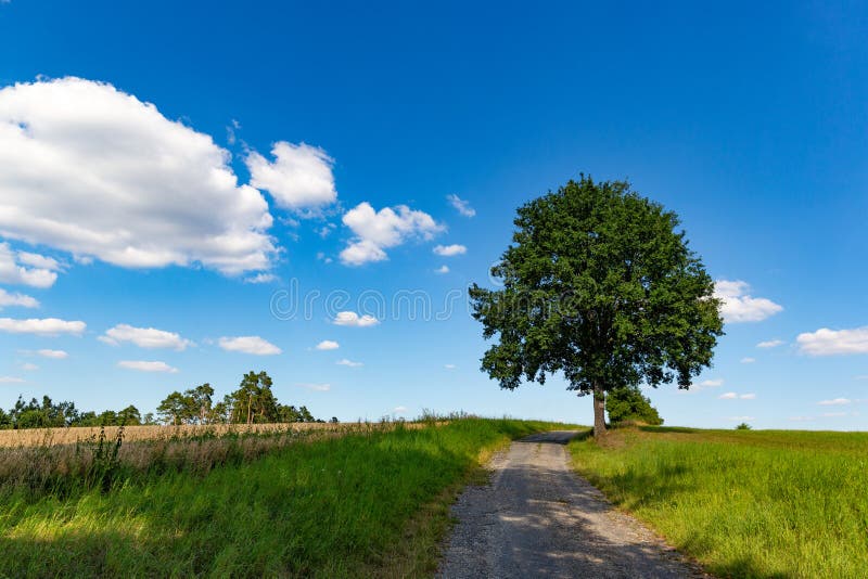 Oak Tree with Green Foliage Against the Blue Sky and Green Grass ...