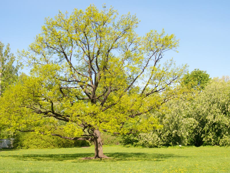 Oak Tree with Green Foliage Stock Photo - Image of growth, spring ...