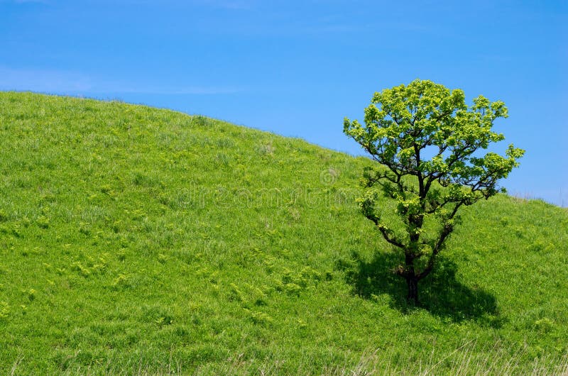 Oak tree on the green hill stock image. Image of rural - 25703175