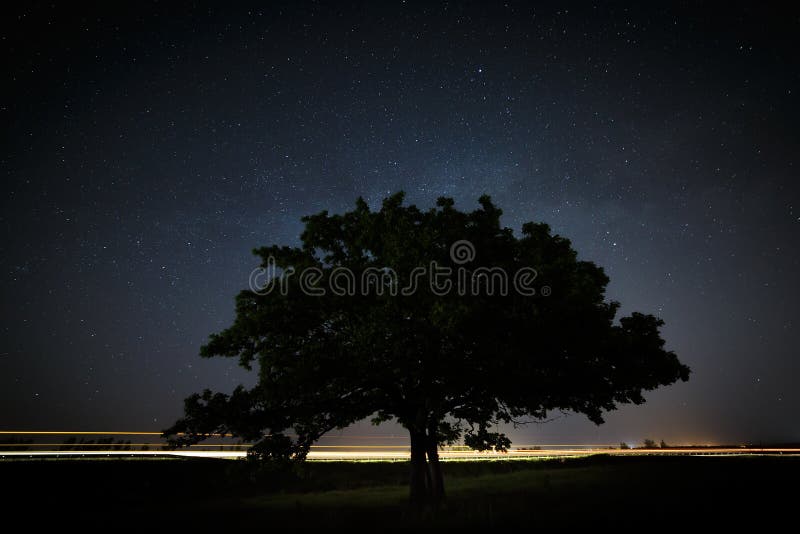 Oak Tree with Green Leaves on a Background of the Night Sky Stock Image ...