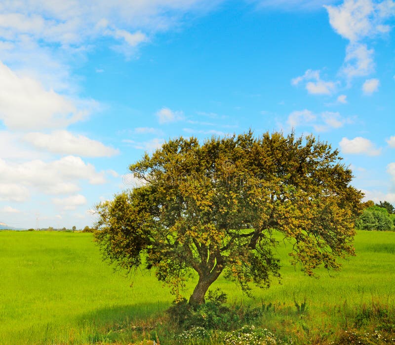 Oak tree in a green meadow stock photo. Image of lush - 70301702