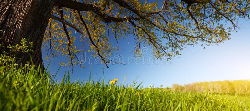 Oak tree stock image. Image of landscape, wooden, tree - 48752199