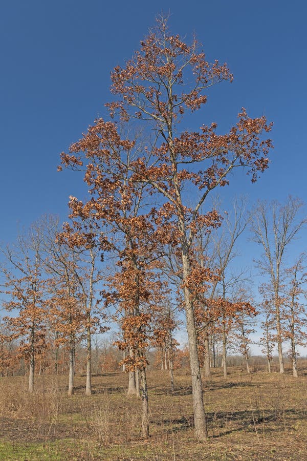 Oak Tree Grove in the Early Spring Stock Photo - Image of outdoor ...
