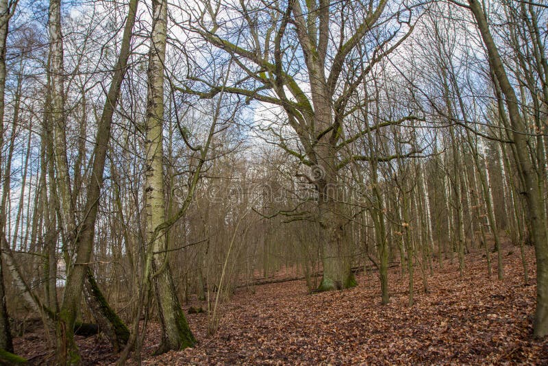 Oak tree in a forest stock photo. Image of season, wilderness - 177943370