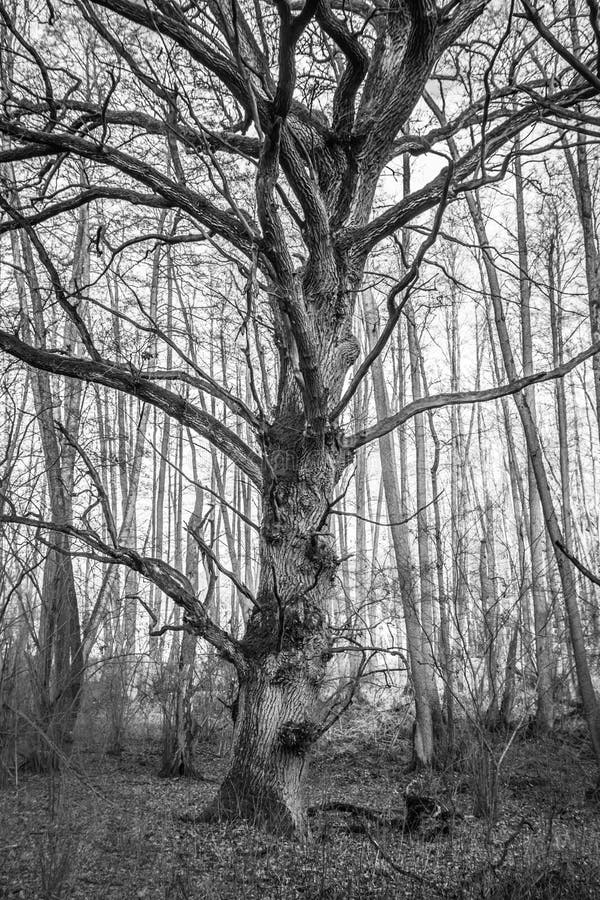 Oak tree in a forest stock photo. Image of outdoors - 177943484