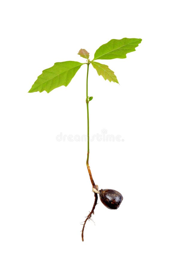 Oak Tree Seedling with Roots Stock Photo - Image of delicate, botanical ...