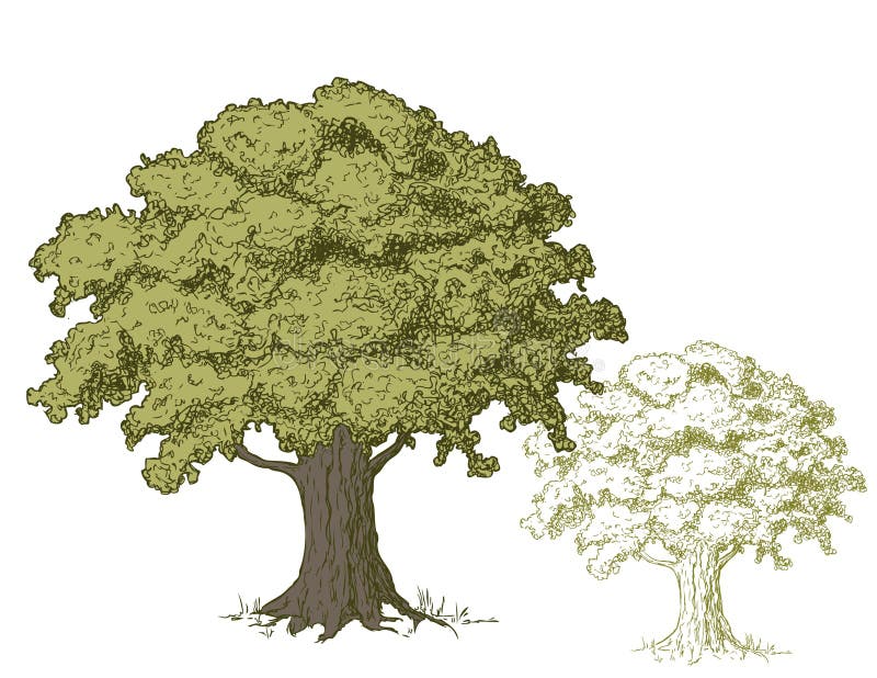 Oak tree retro style stock vector. Illustration of leaves - 182393203