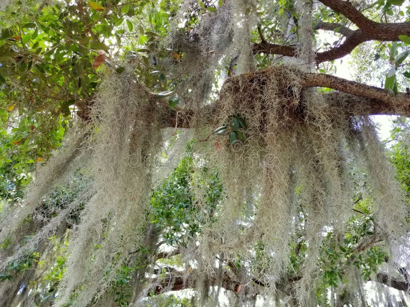 An Oak Tree with Hanging Moss Plant Stock Image - Image of hair ...