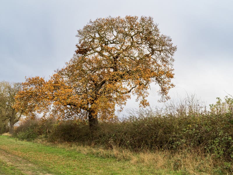 An Oak Tree in a Hedgerow in Autumn Stock Image - Image of green, fall ...