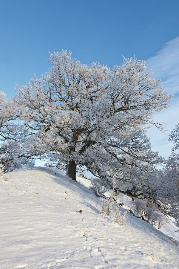 Oak tree on a hill stock photo. Image of side, hillside - 21992300