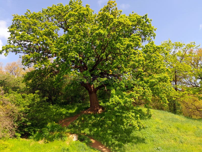 Oak Tree on the Hill on Blue Sky Background Stock Image - Image of ...