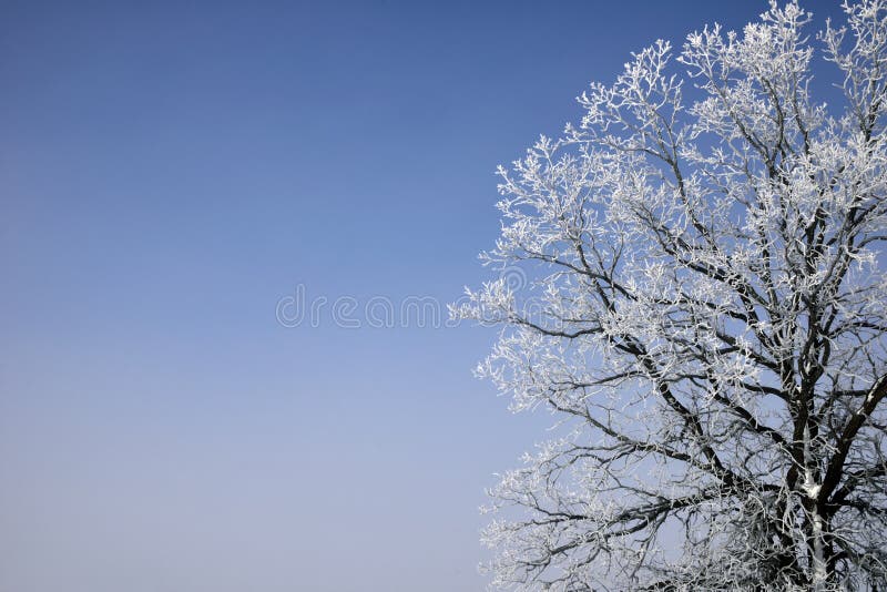 Oak Tree Hoarfrost stock image. Image of environment - 123497465