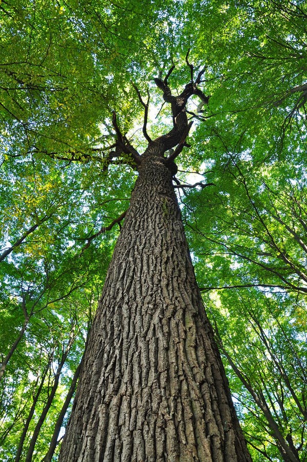 Oak tree stock photo. Image of branches, environment - 61527572
