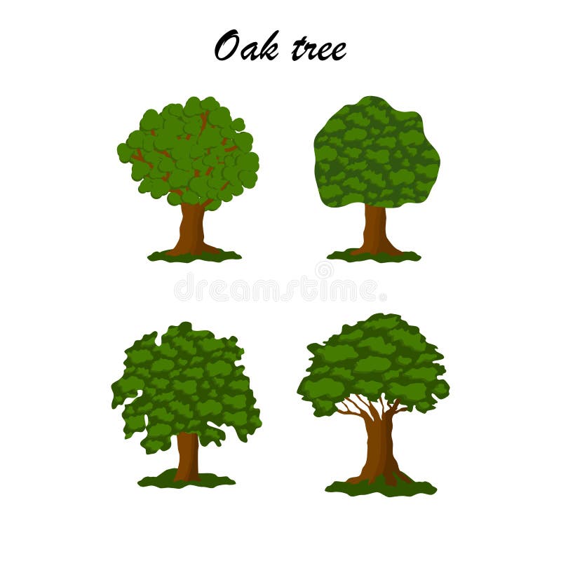 Oak Tree Icon Set, Flat Style Vector Stock Illustration - Illustration ...