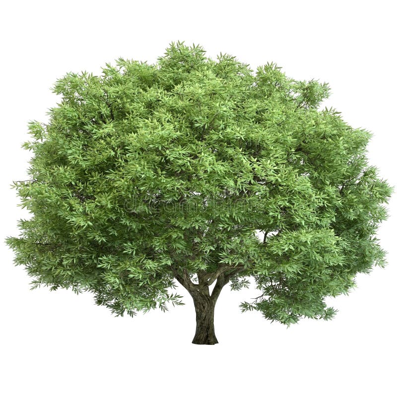 400+ Oak tree isolated Free Stock Photos - StockFreeImages