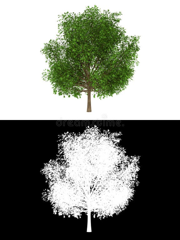 Oak Tree Isolated with Alpha Channel Stock Illustration - Illustration ...