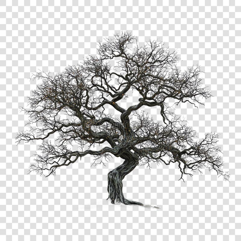 Oak Tree Transparent Background Tree Png Image, Free Download, Picture