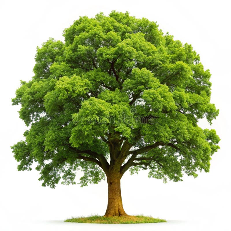Oak Tree Transparent Background Tree Png Image, Free Download, Picture