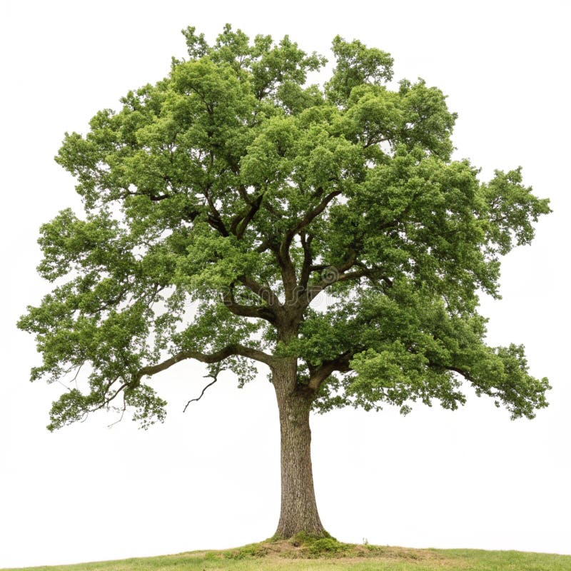 Oak Tree Isolated on White Background Stock Photo - Image of ...
