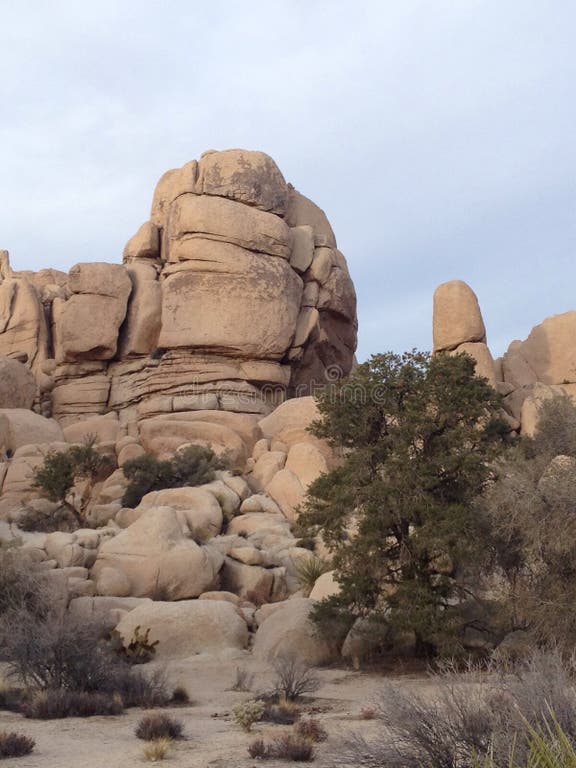 Oak tree stock photo. Image of california, ancient, joshua - 65336418