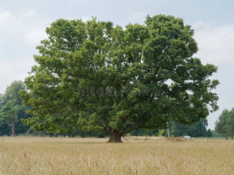 Oak Tree on the Kent Downs, Selling, Kent, UK Stock Image - Image of ...
