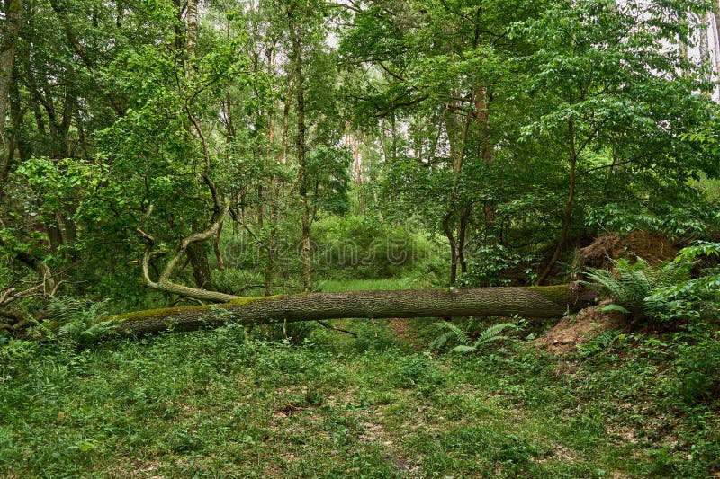 An Oak Tree Knocked Down by a Storm that is Still Growing Stock Image ...