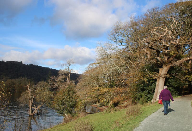 Oak Tree Lady on Path, Cockshott Point Windermere Stock Photo - Image ...