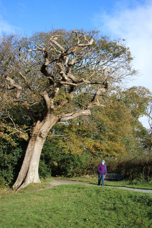 Oak Tree Lady on Path, Cockshott Point Windermere Stock Image - Image ...