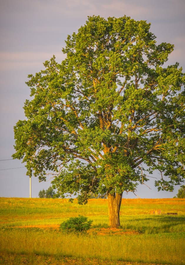 Oak tree landscape stock image. Image of landscape, countryside - 119159789