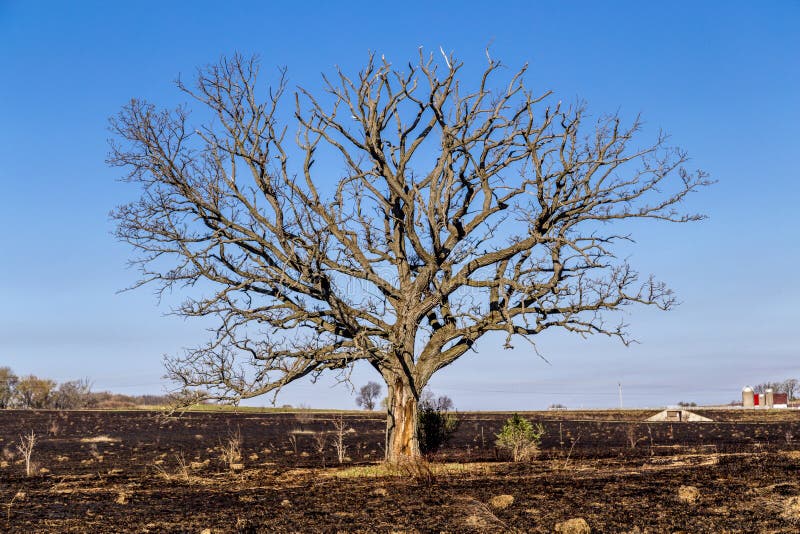 Oak Tree stock photo. Image of land, burnt, natural, drought - 53508628
