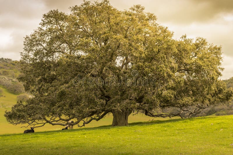 Big Oak Tree