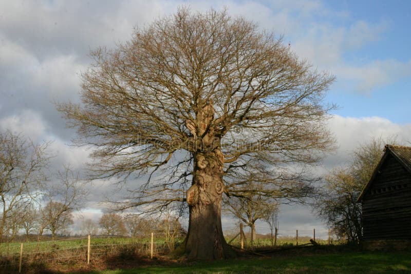 Oak tree stock photo. Image of kent, large, england, winter - 49476966
