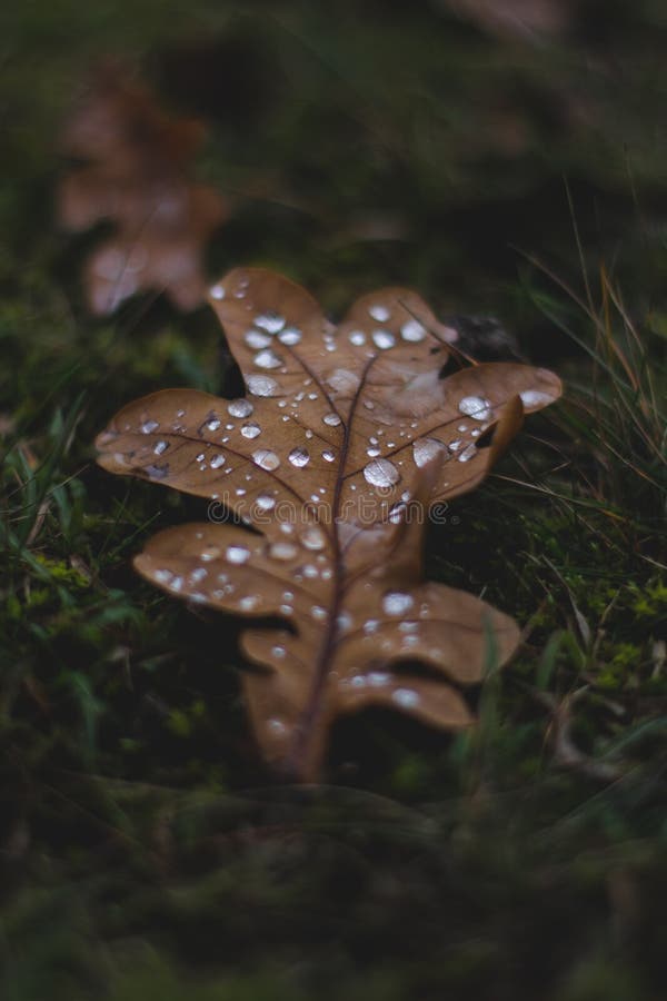 Oak Tree Leaf with Drops of Water on it Stock Image - Image of fresh ...