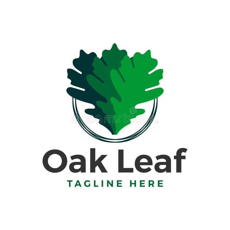 Oak Tree Leaf Illustration Logo Design Stock Vector - Illustration of ...
