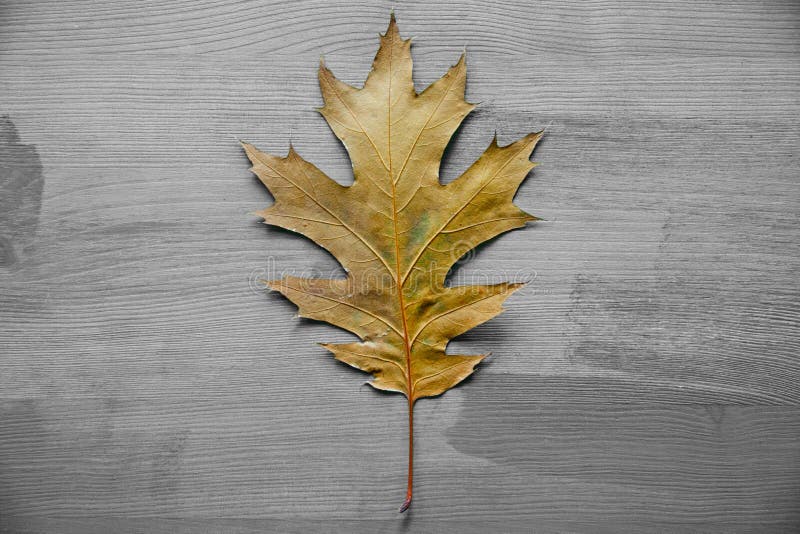 Oak Tree Leaf on a Rustic Wooden Background. Oak Tree Leaves Stock ...